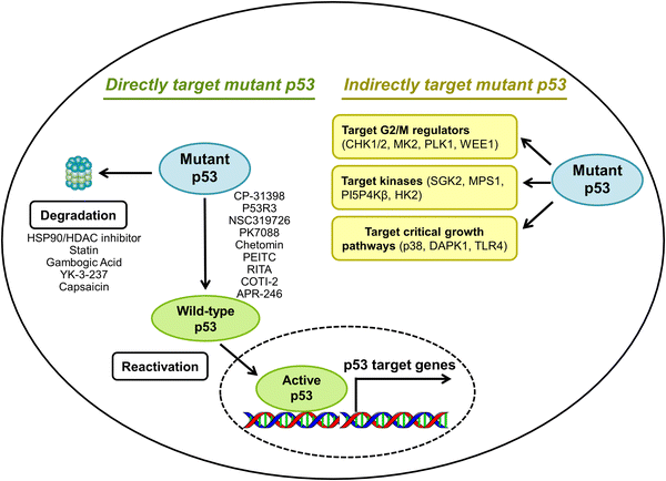 Molecularly targeted therapies for p53-mutant cancers | SpringerLink