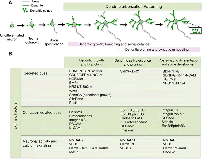 Mechanisms regulating dendritic arbor patterning | SpringerLink