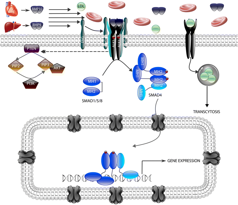 ALK1 signaling in development and disease: new paradigms | SpringerLink