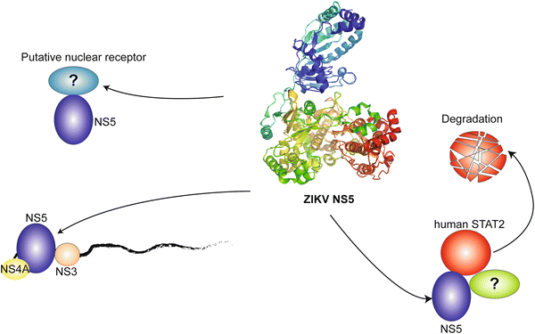 Structure and function of Zika virus NS5 protein: perspectives for drug ...