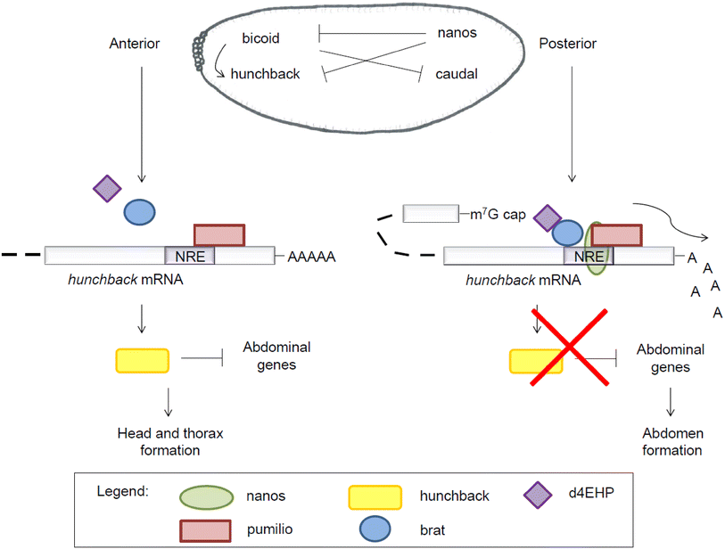 Nanos genes and their role in development and beyond | SpringerLink