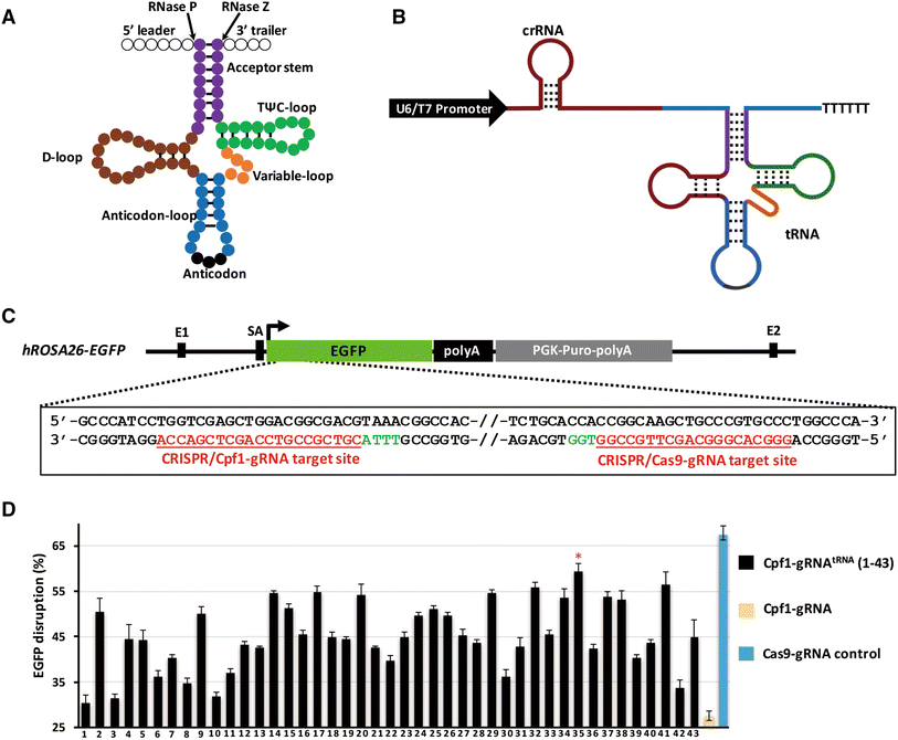 Engineering CRISPR /Cpf1 with tRNA promotes genome editing capability ...