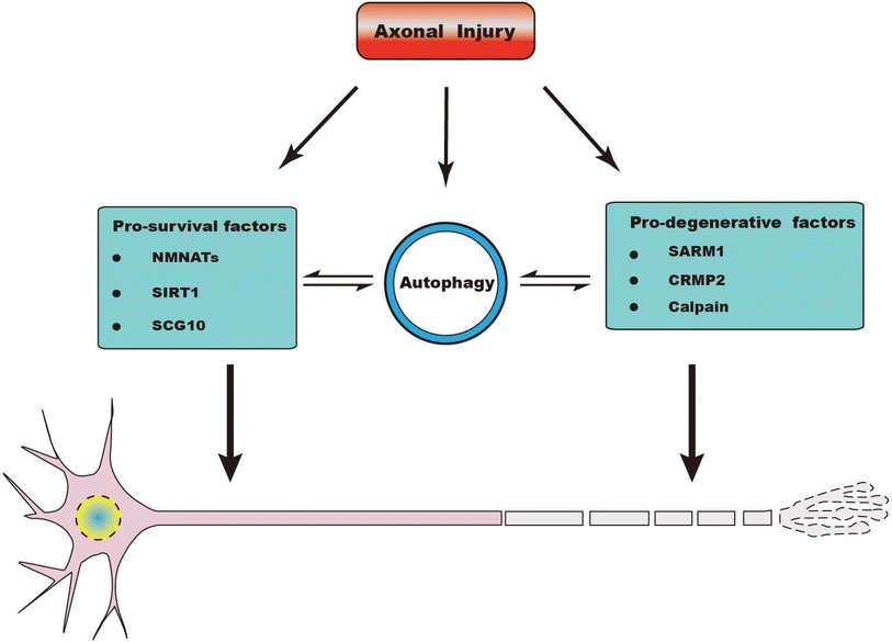Neuronal autophagy and axon degeneration | SpringerLink