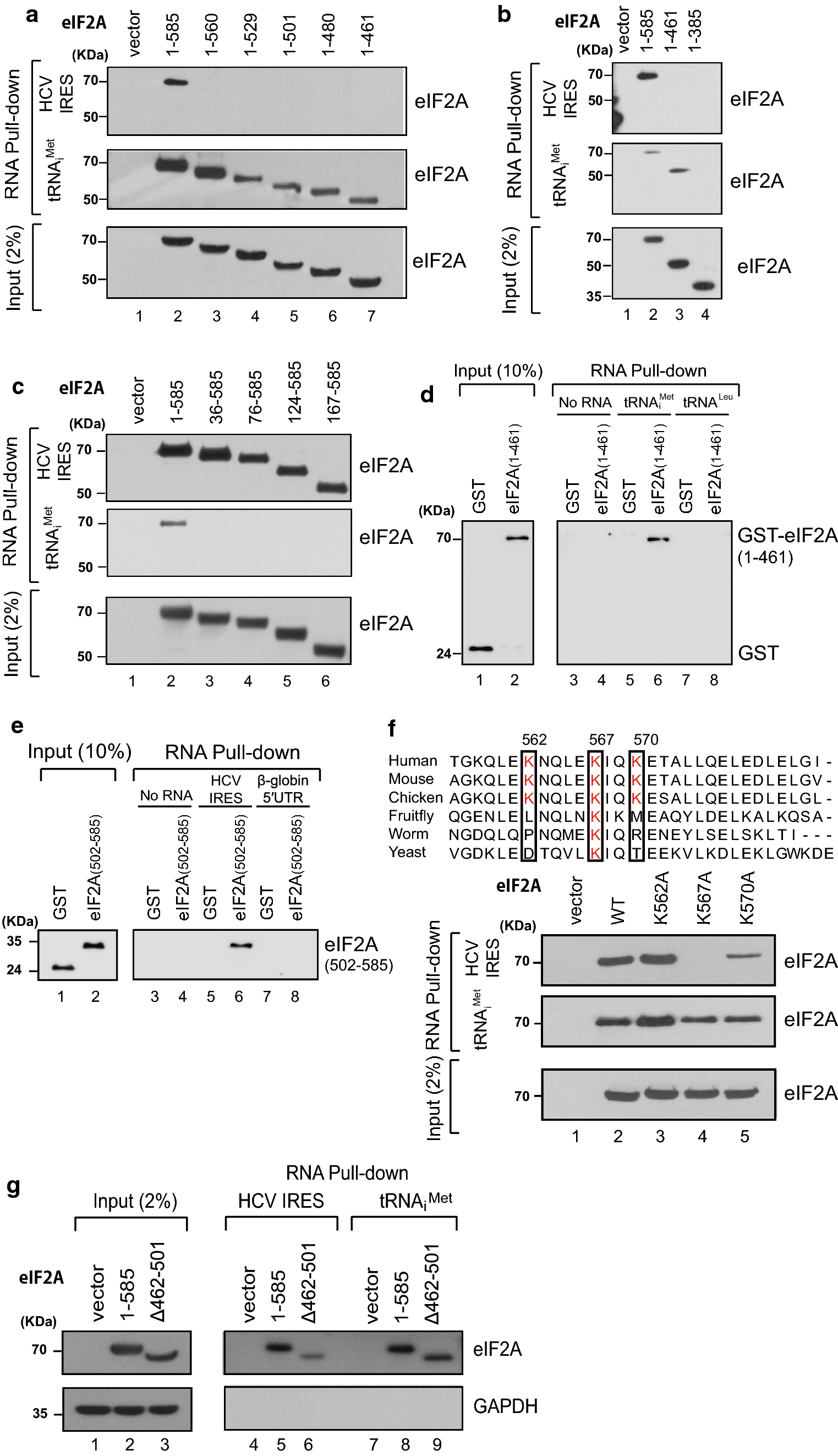 eIF2A, an initiator tRNA carrier refractory to eIF2α kinases, functions ...
