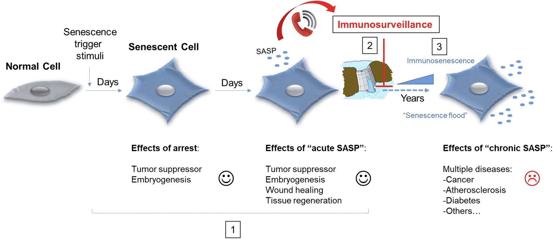 Cellular senescence: a view throughout organismal life | SpringerLink