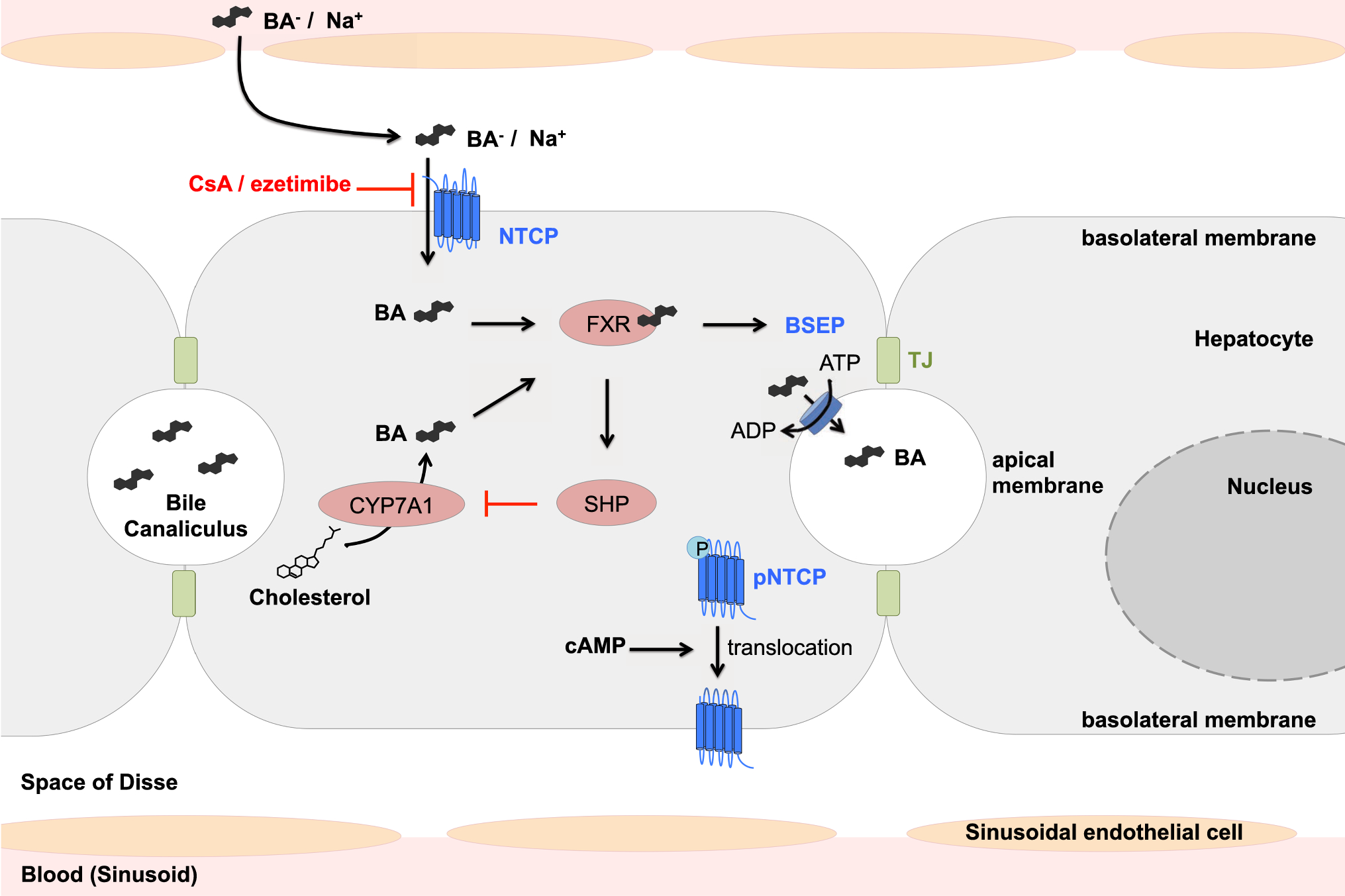 The functional role of sodium taurocholate cotransporting polypeptide ...