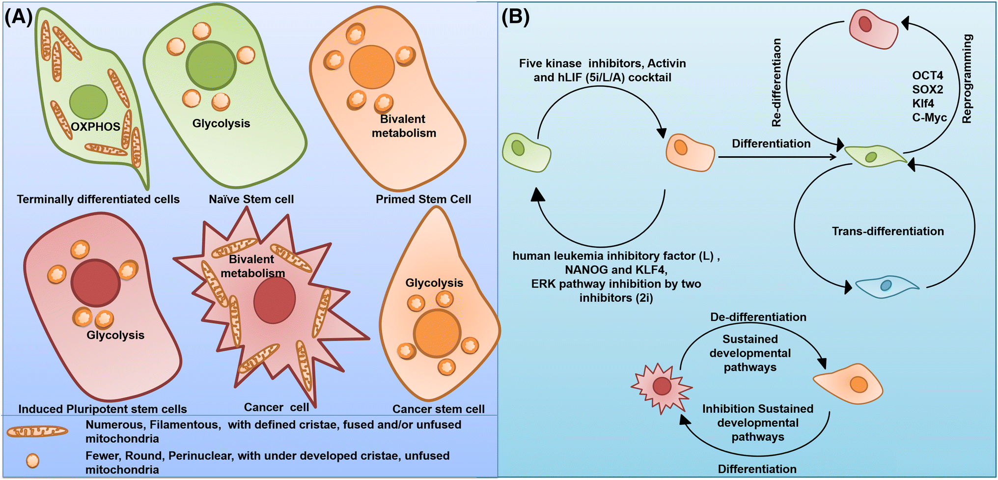 Mitophagy-driven metabolic switch reprograms stem cell fate | SpringerLink