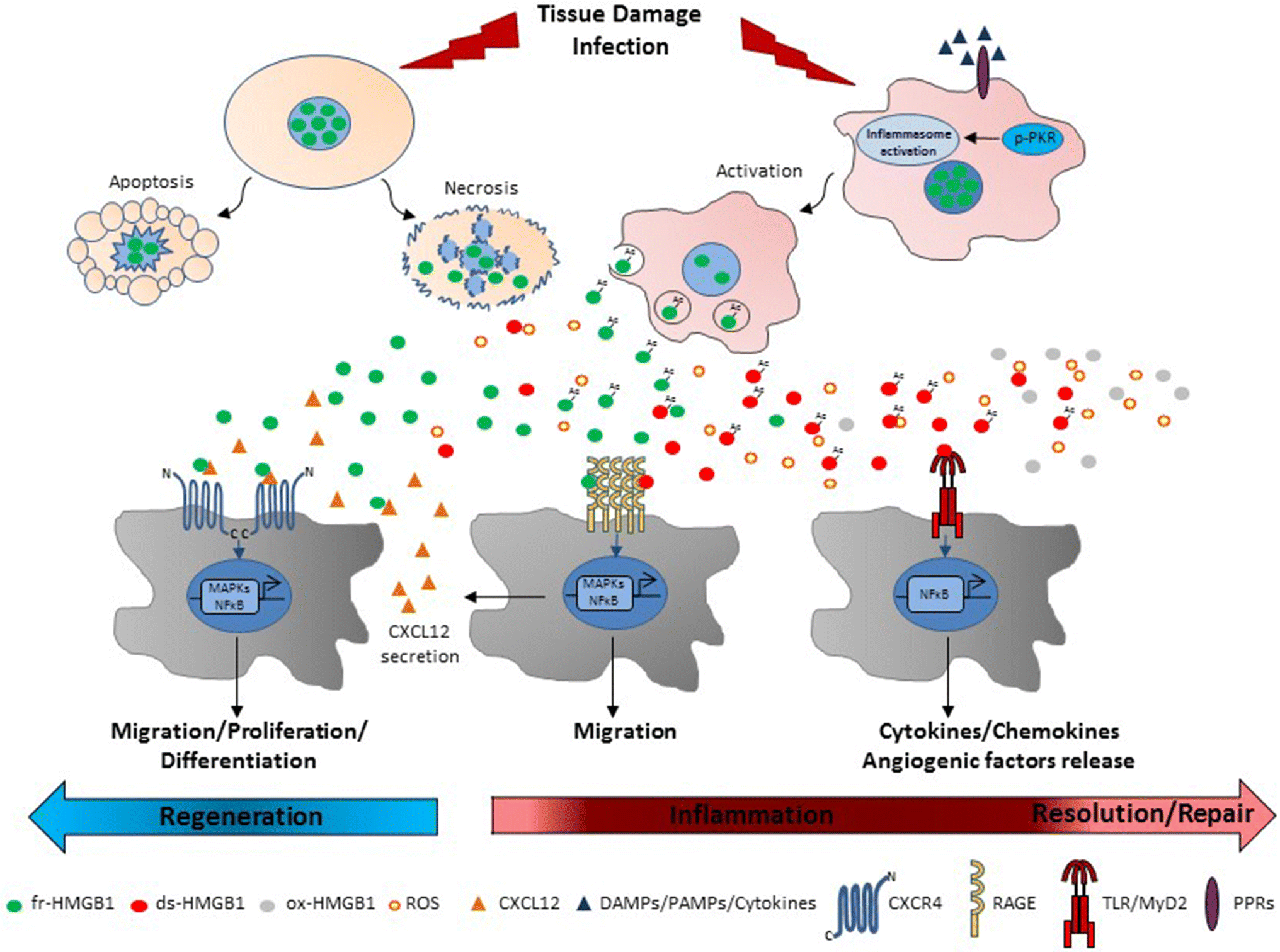 The Janus face of HMGB1 in heart disease: a necessary update | SpringerLink