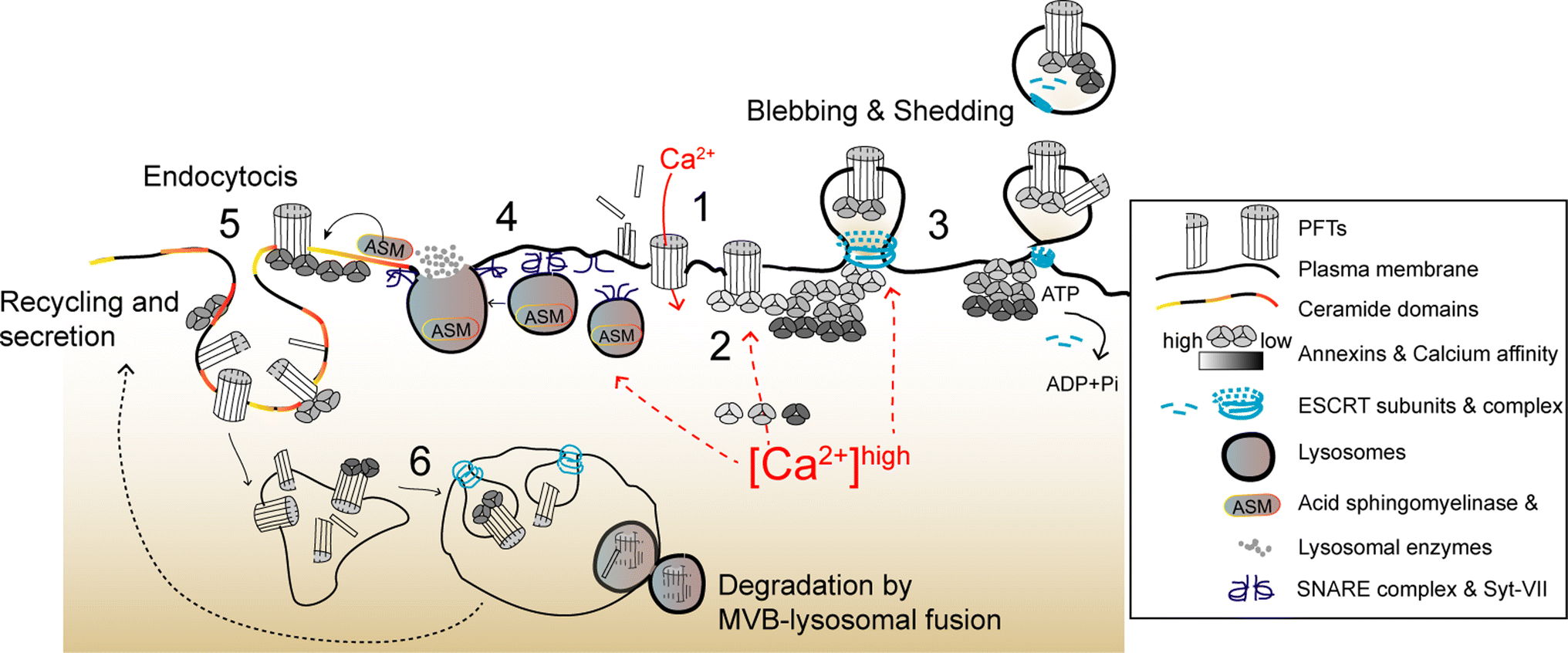 Mechanisms protecting host cells against bacterial pore-forming toxins ...