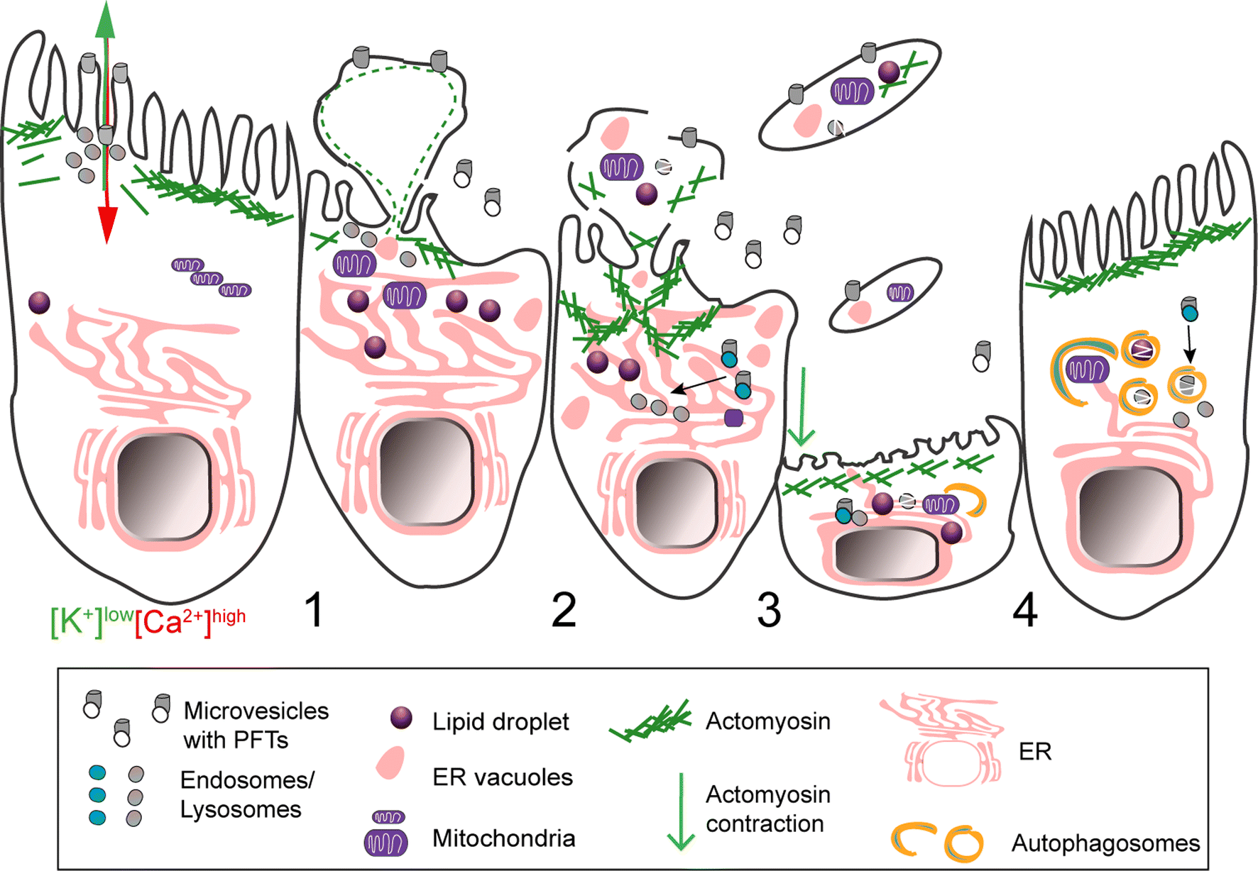 Mechanisms protecting host cells against bacterial pore-forming toxins ...