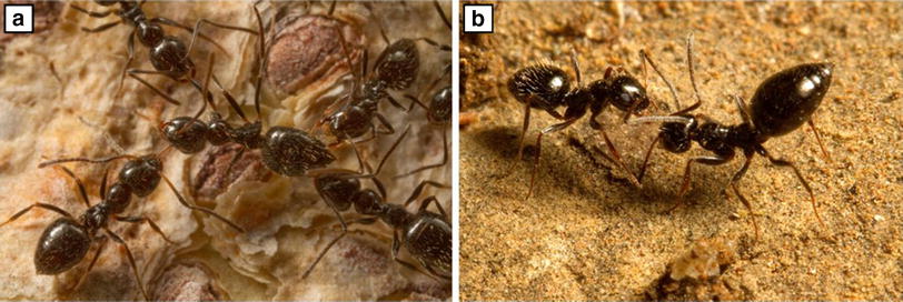 Outnumbered: a new dominant ant species with genetically diverse ...