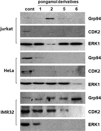 Synthesis and anticancer effects of pongamol derivatives on mitogen ...