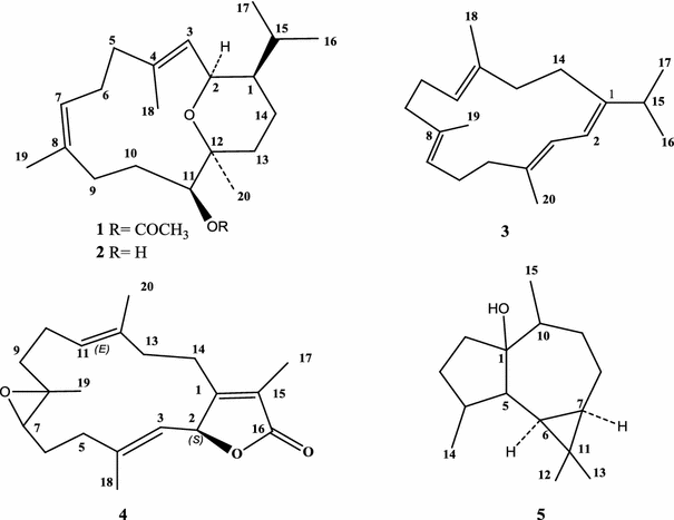 Rare pyrane-based cembranoids from the Red Sea soft coral Sarcophyton ...