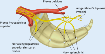 Technik der laparoskopischen nervenorientierten totalen mesorektalen ...