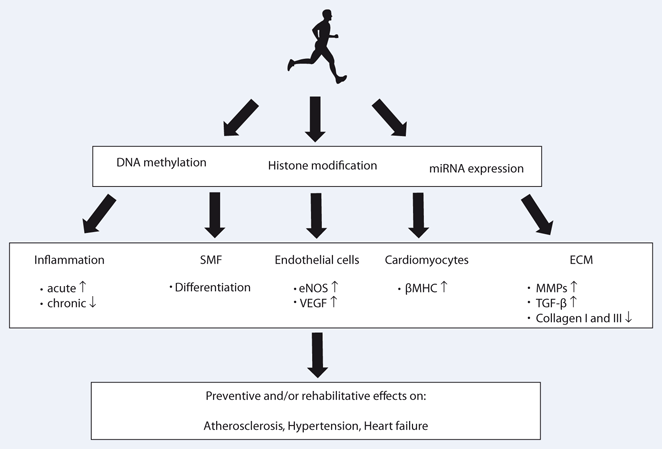 Physical exercise and epigenetic adaptations of the cardiovascular ...