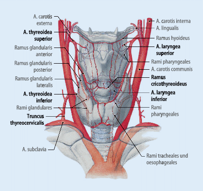 Atemwegsanatomie | SpringerLink