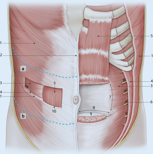 Chirurgische Anatomie der Bauchdecke | SpringerLink