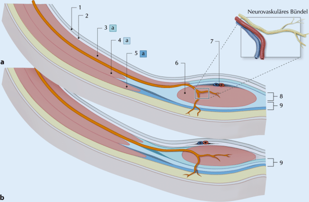 Erratum zu: Chirurgische Anatomie der Bauchdecke | SpringerLink