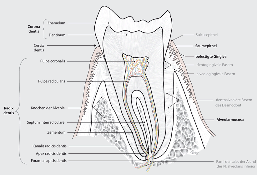 Haut und Zähne | SpringerLink