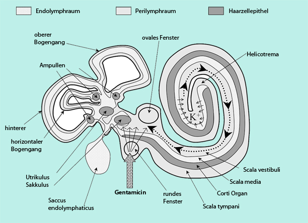 Endolymph-Homöostase und M. Menière | SpringerLink