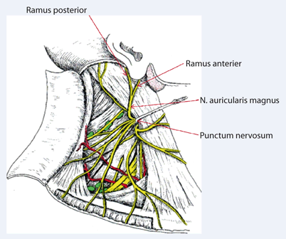 Diagnostik und Management von Schmerzsyndromen nach Parotidektomie ...
