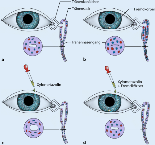 Anatomie und Physiologie der ableitenden Tränenwege | SpringerLink