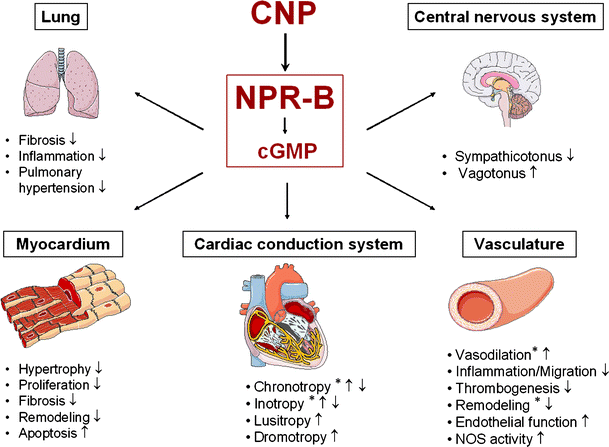 Natriuretic peptide receptor B signaling in the cardiovascular system ...
