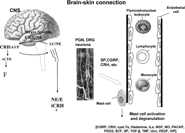 The “brain–skin connection”: nerve growth factor-dependent pathways for ...