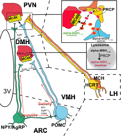 alpha-Melanocyte stimulating hormone: production and degradation ...