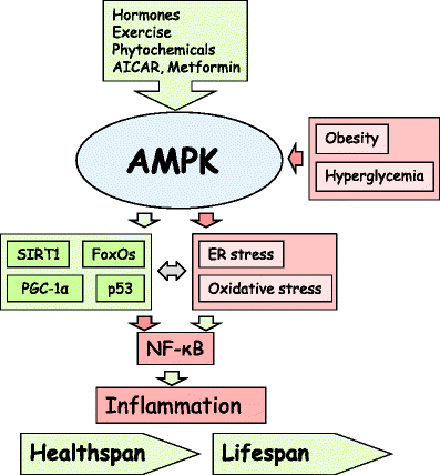AMP-activated protein kinase inhibits NF-κB signaling and inflammation ...
