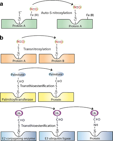 Enzymatic mechanisms regulating protein S-nitrosylation: implications ...