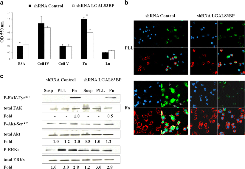 LGALS3BP, lectin galactoside-binding soluble 3 binding protein, induces ...