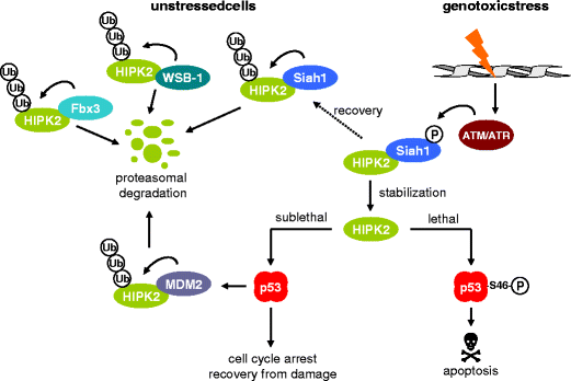 Posttranslational modifications regulate HIPK2, a driver of ...
