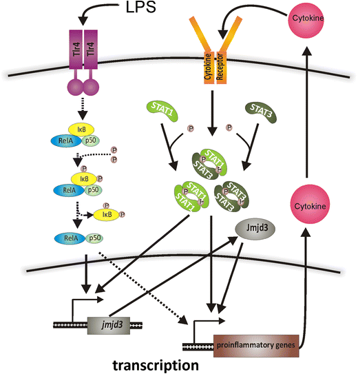 The signal transducers Stat1 and Stat3 and their novel target Jmjd3 ...