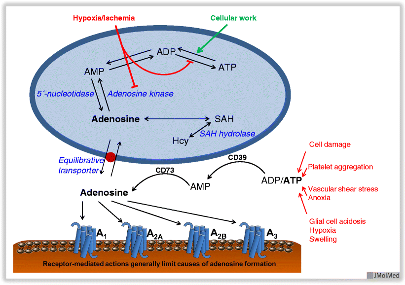 Adenosine—a physiological or pathophysiological agent? | SpringerLink