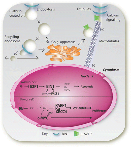 Amphiphysin 2 (BIN1) in physiology and diseases | SpringerLink