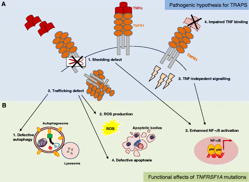 Tumor necrosis factor receptor-associated periodic syndrome as a model ...
