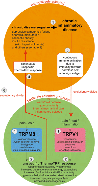 TRPV1, TRPA1, and TRPM8 channels in inflammation, energy redirection ...