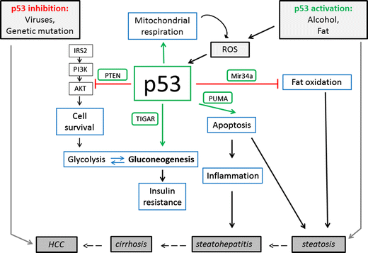 p53 in liver pathologies—taking the good with the bad | SpringerLink