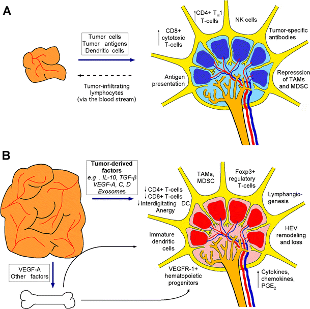 The lymph node pre-metastatic niche | SpringerLink