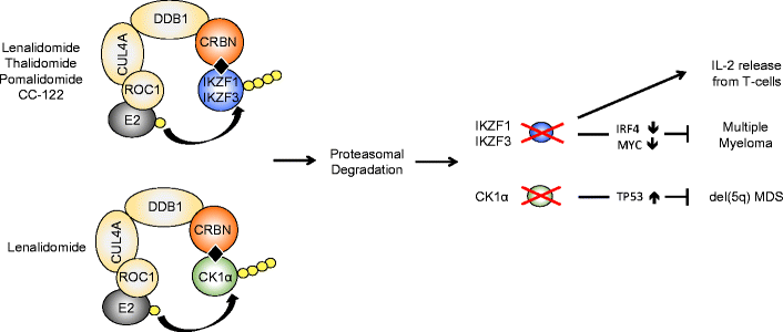 The molecular mechanism of thalidomide analogs in hematologic ...