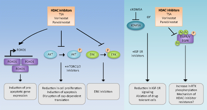 Epigenetic regulation of RTK signaling | SpringerLink