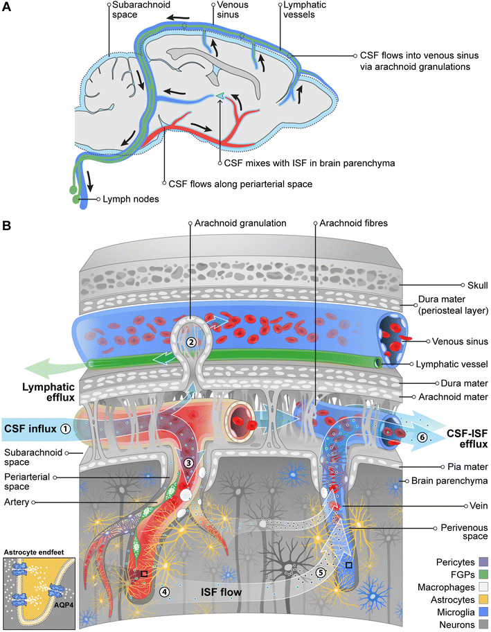 Brain drains: new insights into brain clearance pathways from lymphatic ...