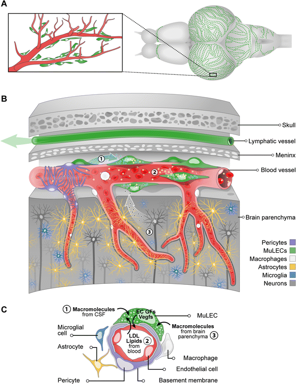 Brain drains: new insights into brain clearance pathways from lymphatic ...
