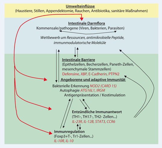 Hygienehypothese: Schlüssel zur Ätiologie und Pathogenese von CED ...