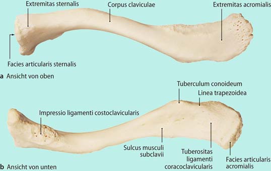 Klavikulafrakturen | SpringerLink