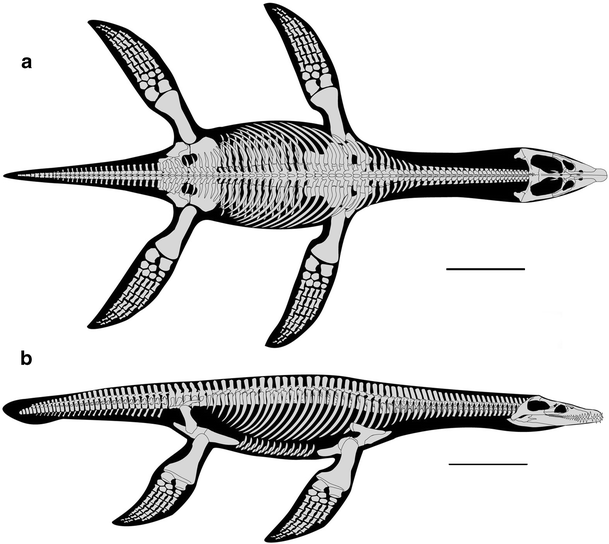 The skull of the giant predatory pliosaur Rhomaleosaurus cramptoni ...