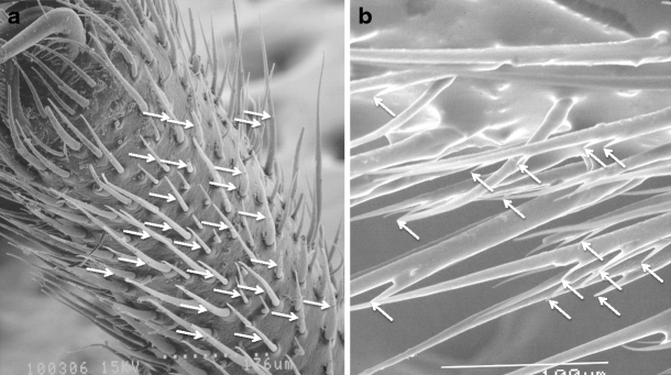 Spiders avoid sticking to their webs: clever leg movements, branched ...