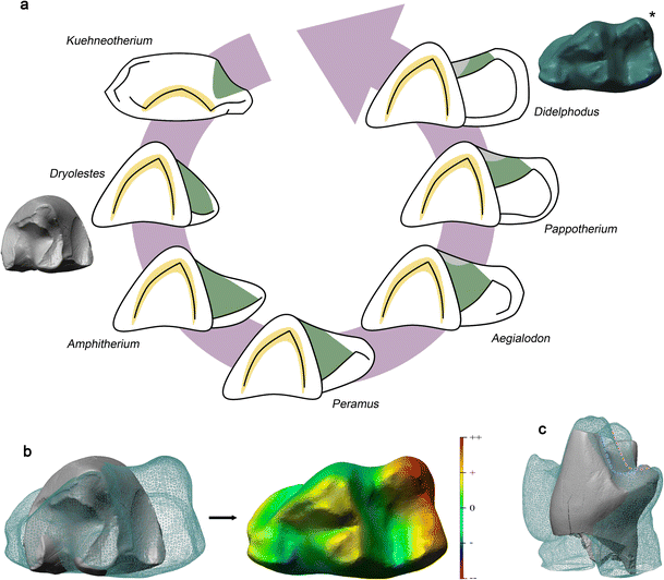 Function of pretribosphenic and tribosphenic mammalian molars inferred ...