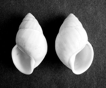 The convoluted evolution of snail chirality | SpringerLink